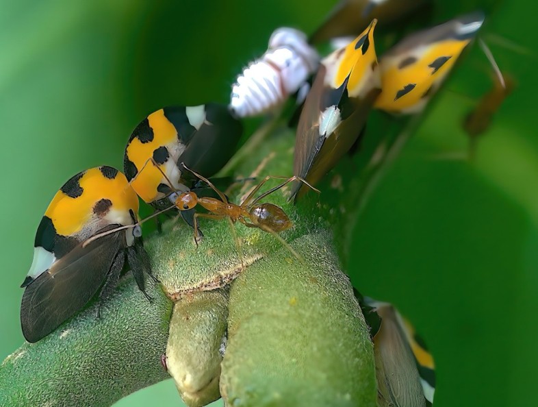 Special Issue: A glimpse into a little-known world: Organisms ...