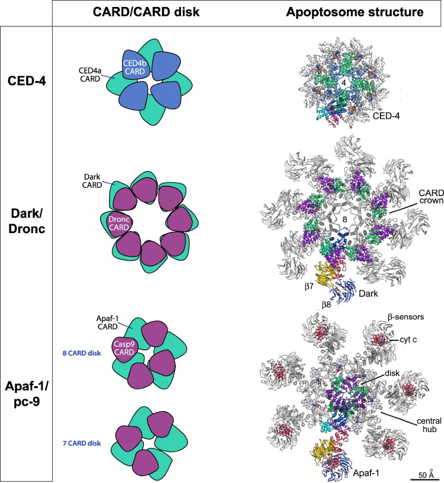 New insights into apoptosome structure and function | Cell Death ...