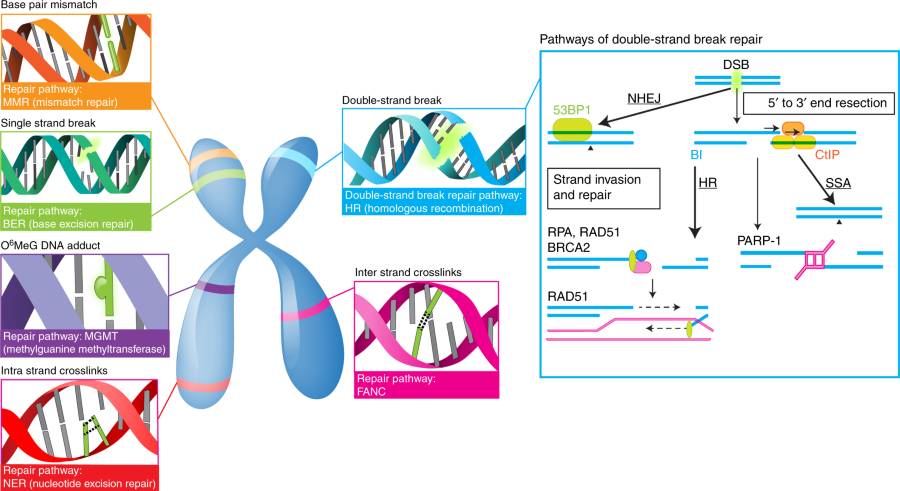 The therapeutic significance of mutational signatures from DNA repair ...