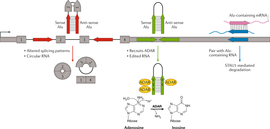 Transposable elements in human genetic disease | Nature Reviews Genetics