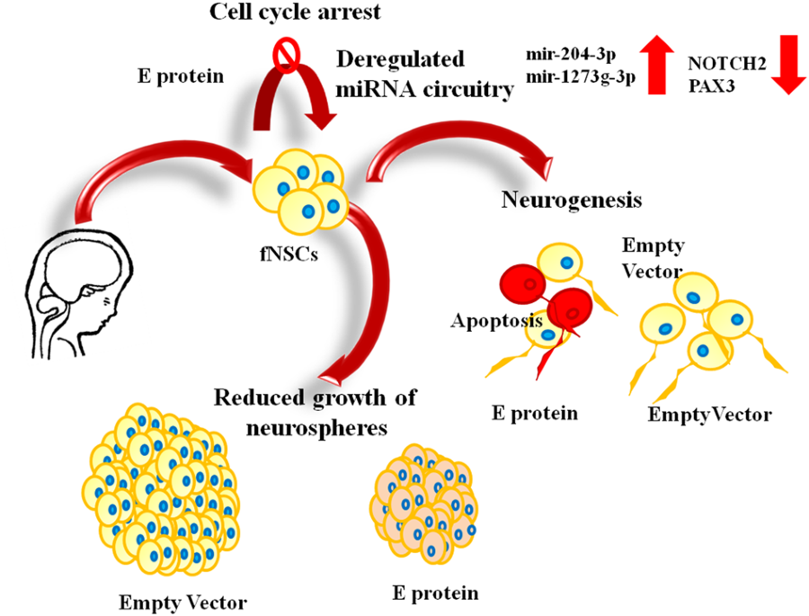 Zika virus E protein alters the properties of human fetal neural stem ...