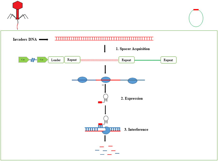 CRISPR-cas system: biological function in microbes and its use to treat ...