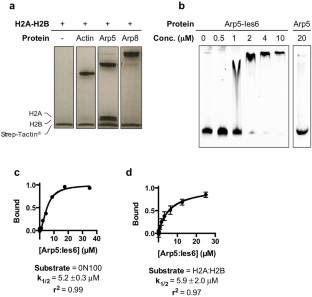 Structure and regulation of the human INO80–nucleosome complex | Nature