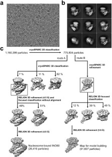 Structure and regulation of the human INO80–nucleosome complex | Nature