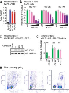 Acquired resistance to IDH inhibition through trans or cis dimer ...