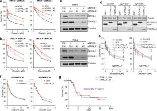DYNLL1 binds to MRE11 to limit DNA end resection in BRCA1-deficient ...