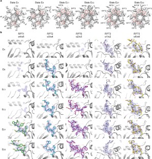 Cryo-EM structures and dynamics of substrate-engaged human 26S ...