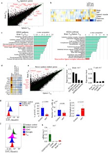 Brain regulatory T cells suppress astrogliosis and potentiate ...
