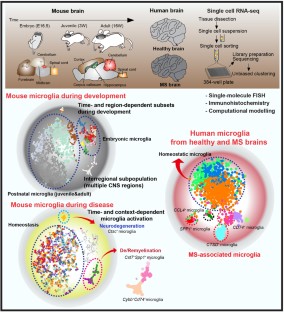 Spatial and temporal heterogeneity of mouse and human microglia at ...