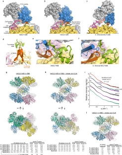 Structure of ATP citrate lyase and the origin of citrate synthase in ...