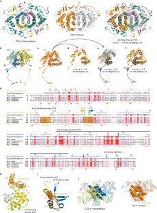 Structure of ATP citrate lyase and the origin of citrate synthase in ...