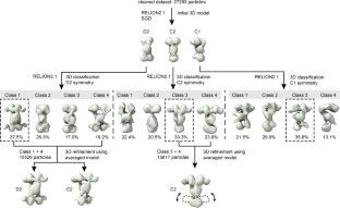 Structure of ATP citrate lyase and the origin of citrate synthase in ...