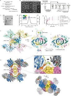 Structure of ATP citrate lyase and the origin of citrate synthase in ...