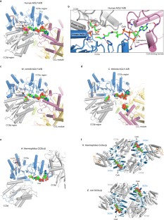 Structure of ATP citrate lyase and the origin of citrate synthase in ...
