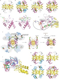 Structure of ATP citrate lyase and the origin of citrate synthase in ...