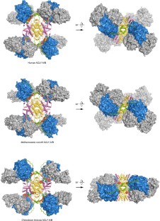 Structure of ATP citrate lyase and the origin of citrate synthase in ...