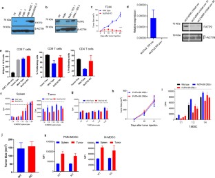 Fatty acid transport protein 2 reprograms neutrophils in cancer | Nature