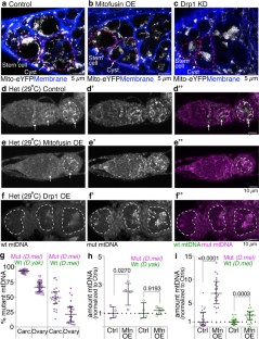 Mitochondrial fragmentation drives selective removal of deleterious ...