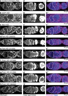 Mitochondrial fragmentation drives selective removal of deleterious ...