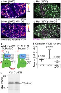 Mitochondrial fragmentation drives selective removal of deleterious ...