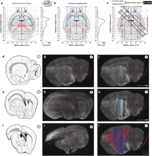 An interactive framework for whole-brain maps at cellular resolution ...