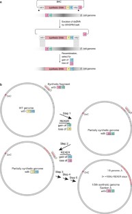 Total synthesis of Escherichia coli with a recoded genome | Nature