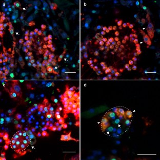 Pluripotency and the origin of animal multicellularity | Nature