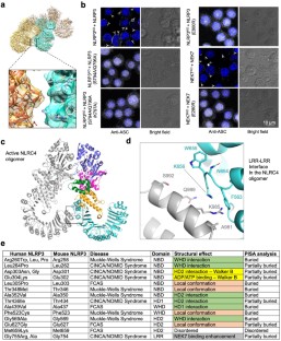 Structural mechanism for NEK7-licensed activation of NLRP3 inflammasome ...