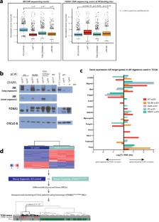 FOXA1 mutations alter pioneering activity, differentiation and prostate ...