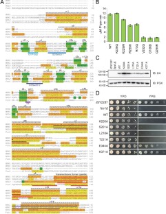 Structural basis for GTP hydrolysis and conformational change of MFN1 ...
