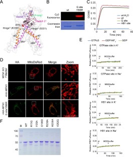 Structural basis for GTP hydrolysis and conformational change of MFN1 ...