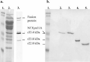 Thermostable xylanases, Xyn10A and Xyn11A, from the actinomycete ...