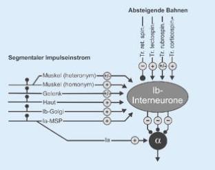 Muskeltonus und Muskelschmerz | SpringerLink