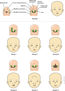 Proboscis lateralis | SpringerLink