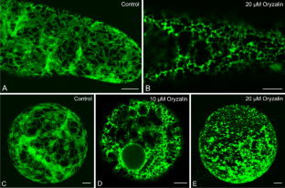 Oryzalin bodies: in addition to its anti-microtubule properties, the ...