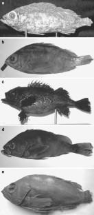 Taxonomic review of the Sebastes inermis species complex ...