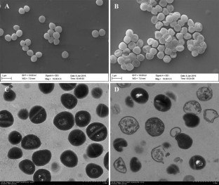 Plipastatin and surfactin coproduction by Bacillus subtilis pB2-L and ...