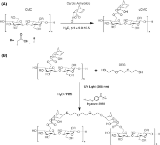 Hydrogels from norbornene-functionalized carboxymethyl cellulose using ...