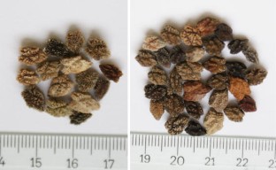 Agro-morphological traits of Cicer reticulatum Ladizinsky in comparison ...