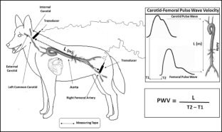 Arterial pulse wave propagation velocity in healthy dogs by pulse wave ...