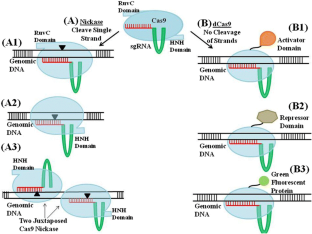 Insights into maize genome editing via CRISPR/Cas9 | SpringerLink
