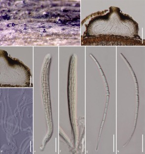 Towards a natural classification of Ophiobolus and ophiobolus-like taxa ...