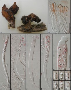 Taxonomy and phylogeny of operculate discomycetes: Pezizomycetes ...
