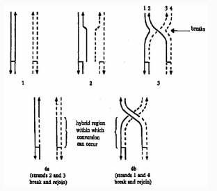 Holliday model of recombination | Nature Structural & Molecular Biology