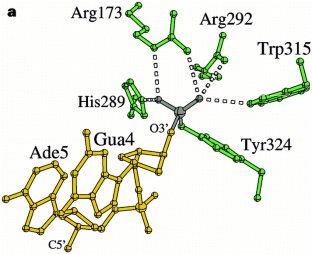Structure of Cre recombinase complexed with DNA in a site-specific ...