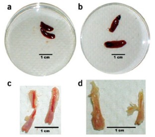 Comparison of the lateral tail vein and the retro-orbital venous sinus ...