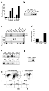 TOX: an HMG box protein implicated in the regulation of thymocyte ...
