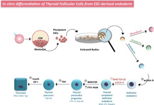 Normal vs cancer thyroid stem cells: the road to transformation | Oncogene