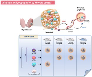 Normal vs cancer thyroid stem cells: the road to transformation | Oncogene