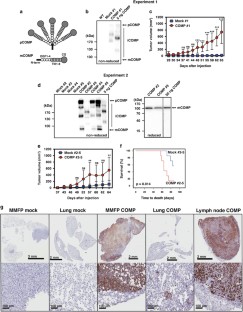 Cartilage oligomeric matrix protein contributes to the development and ...